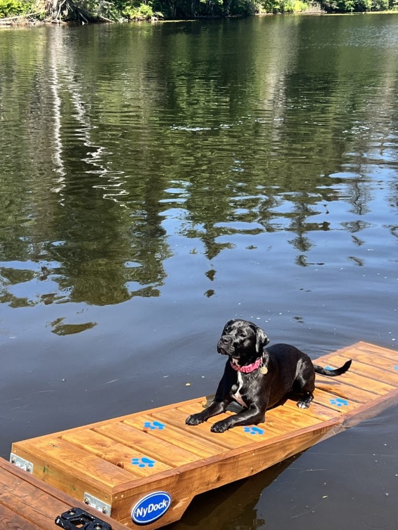 Floating Dog Ramp for Docks | NyDock